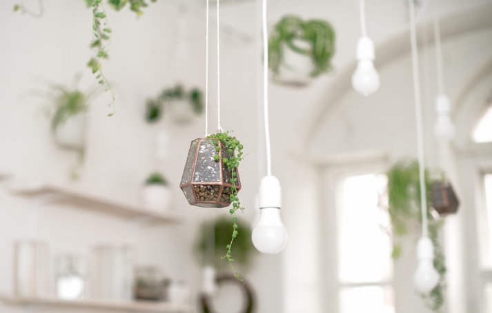 Modernism and Its Embracing of Biophilic Design in Home Decor - modlar.com