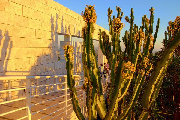 Getty Museum Cactus Garden - Walkway/Cactus - modlar.com