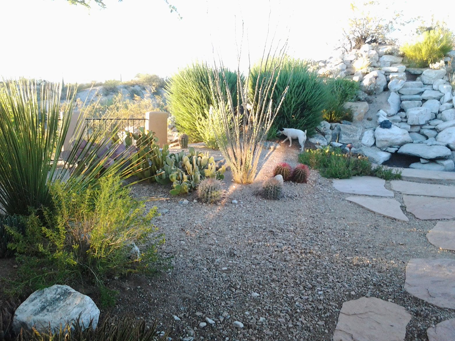 Drought Tolerant Landscaping Ideas - modlar.com