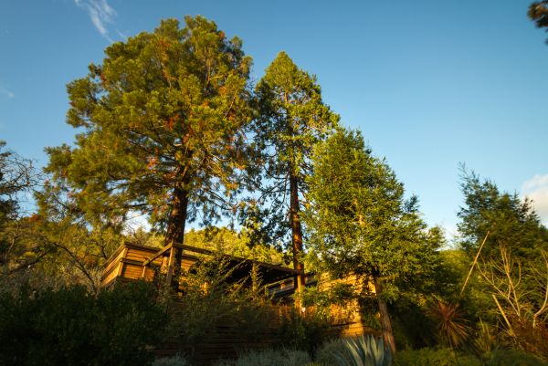 Calistoga Ranch - Trees - modlar.com