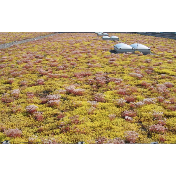 XF 301 Pre-Vegetated Moss-Sedum Mat - modlar.com