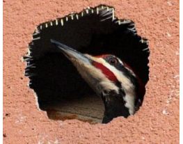 Solution : BeakGuard® - Revolution in product development - Paint ...