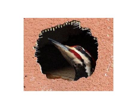 Solution : BeakGuard® - Revolution in product development - Paint ...