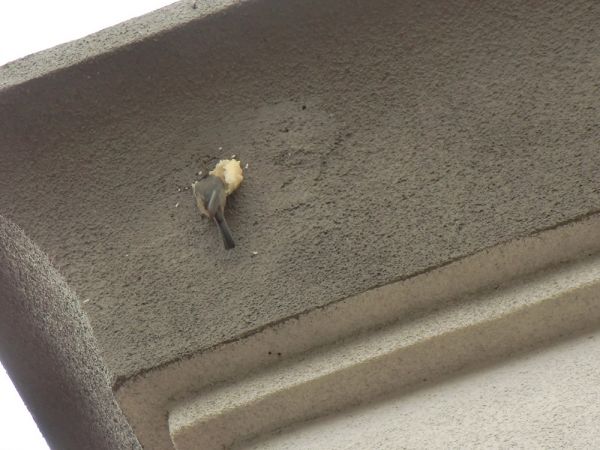 Solution : BeakGuard® - Revolution in product development - Paint ...