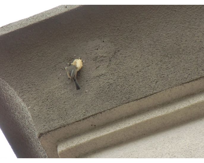 Solution : BeakGuard® - Revolution in product development - Paint ...