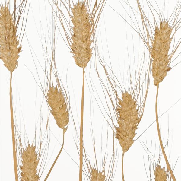 Wheat Decor Sheet - modlar.com