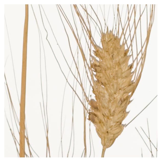 Wheat Decor Sheet - modlar.com